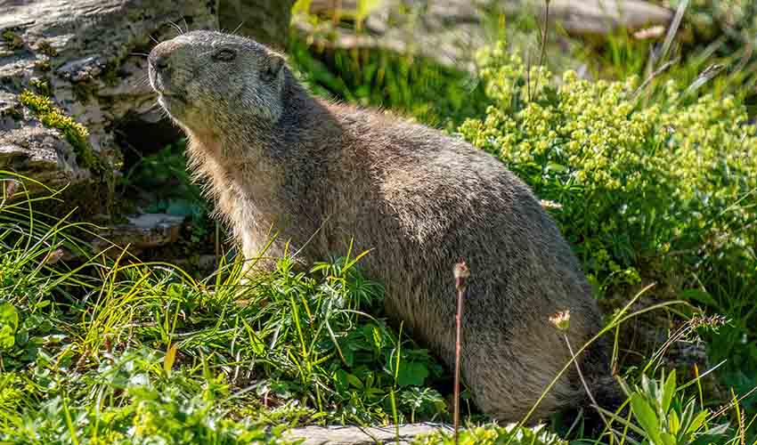 Alpine marmot facts, distribution & population | BioDB